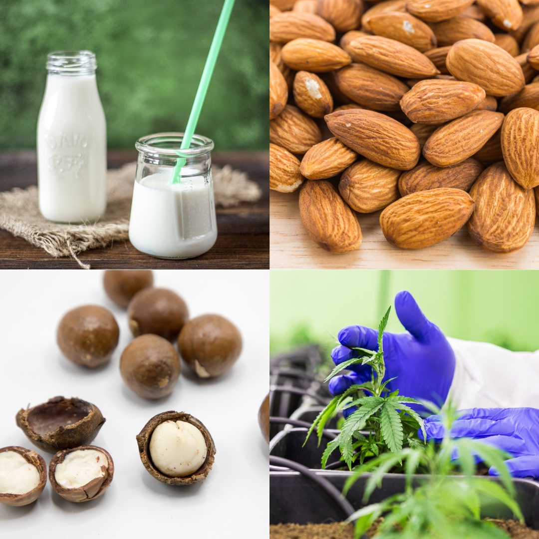 Dr. Rachel's FODMAP Facts: What are LOW-FODMAP MILK OPTIONS? | Dr ...